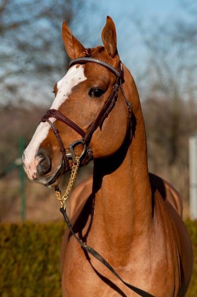 Eurohorse Stallions - Nixon van't Meulenhof